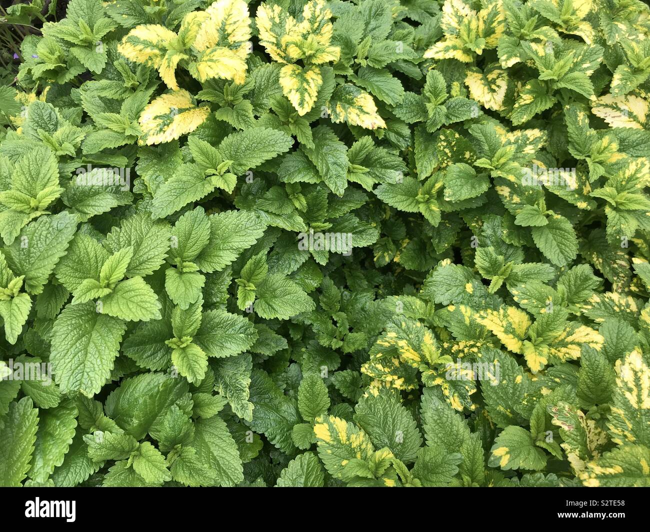 Variegated lemon balm hi-res stock photography and images - Alamy