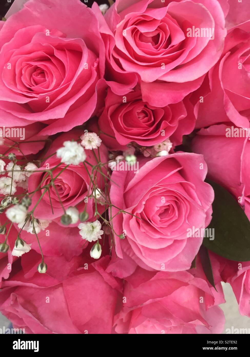 Pink roses and baby breath Stock Photo - Alamy