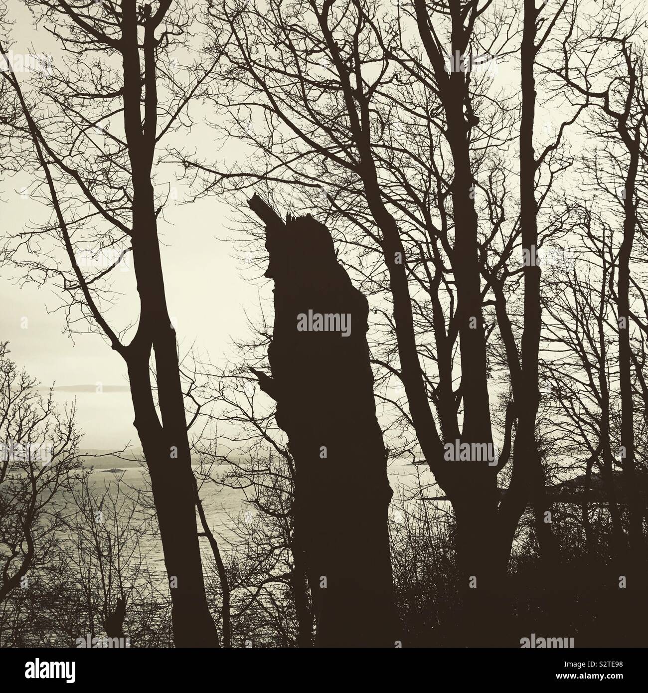 Spirit of the forest hi-res stock photography and images - Alamy