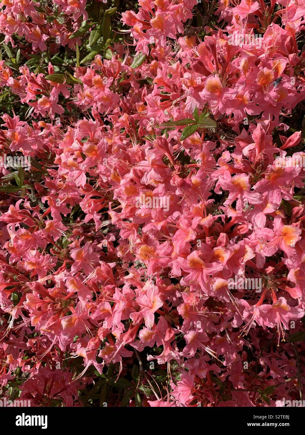 Summer colour hi-res stock photography and images - Alamy