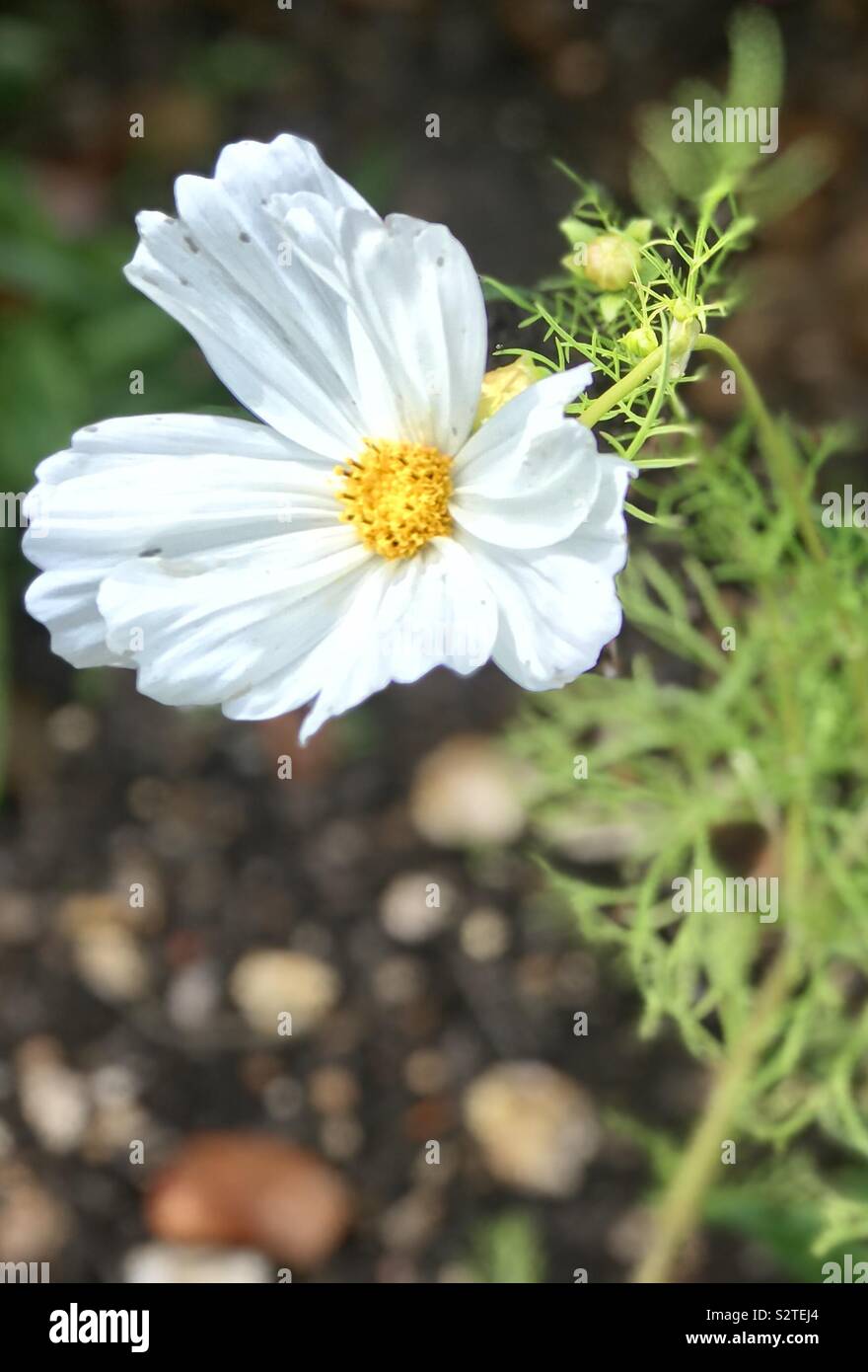 White cosmos hi-res stock photography and images - Alamy