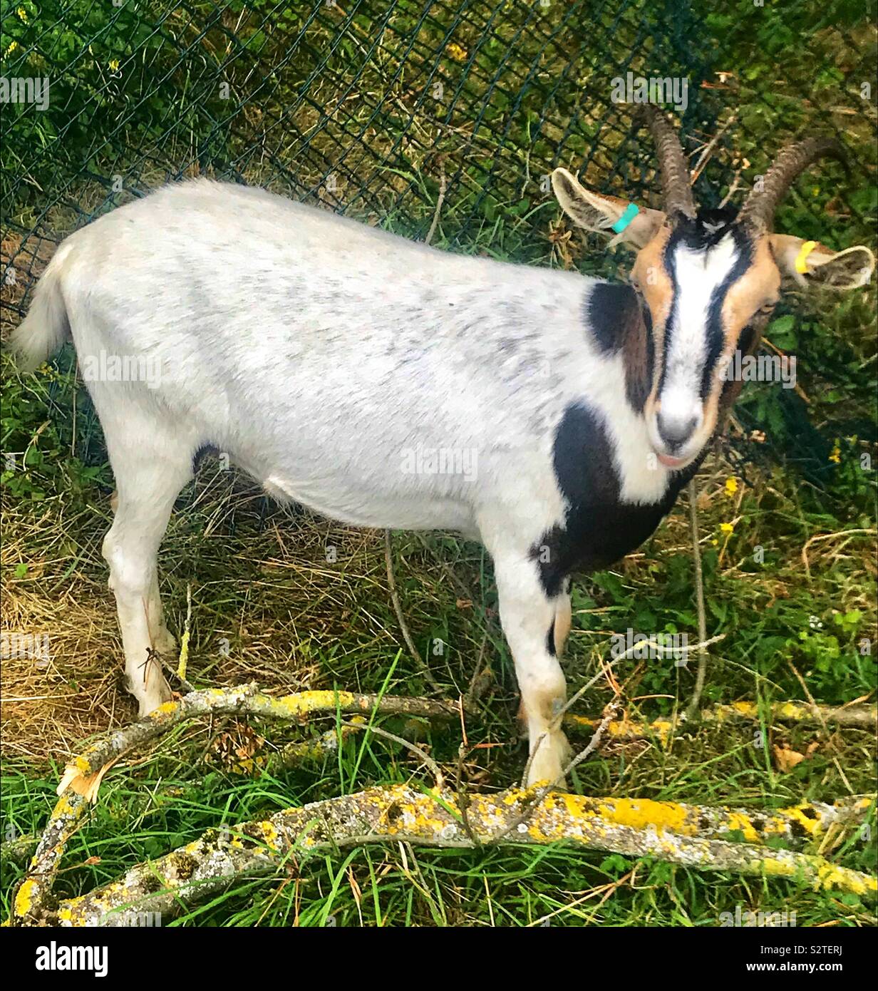 Street goats bristol Stock Photo - Alamy