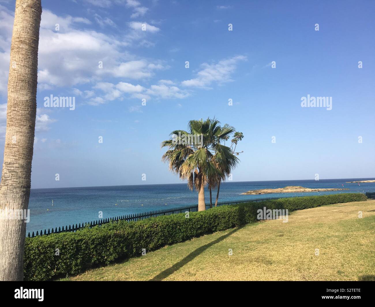 Palm tree, holiday, coast, Cyprus Stock Photo - Alamy