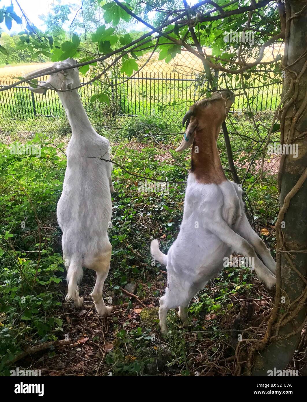 Street goats bristol Stock Photo - Alamy