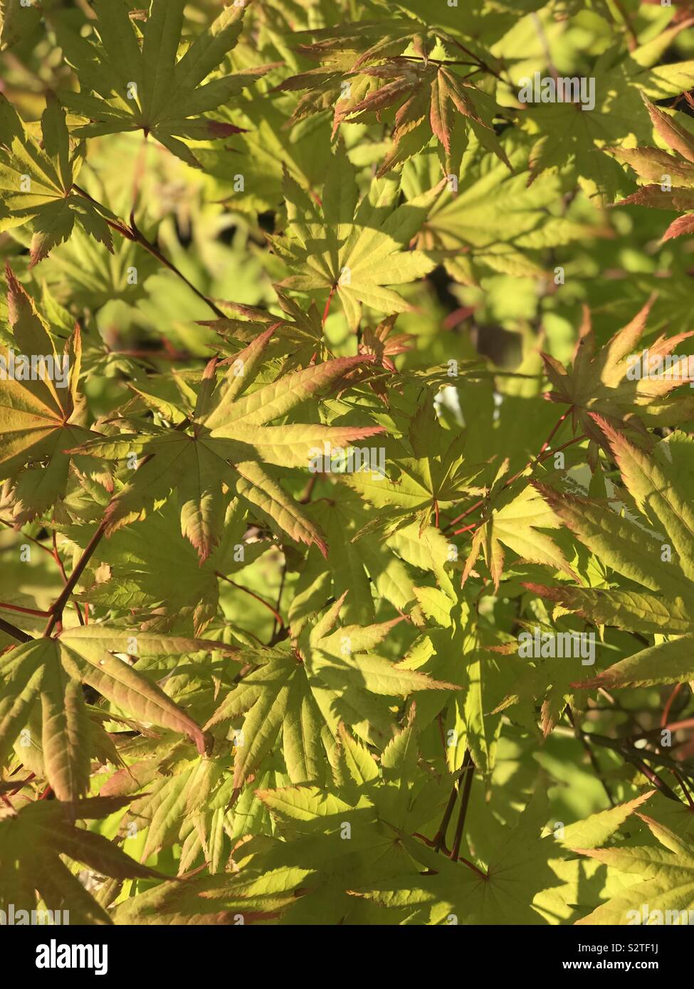 Chartreuse Leaves High Resolution Stock Photography and Images - Alamy