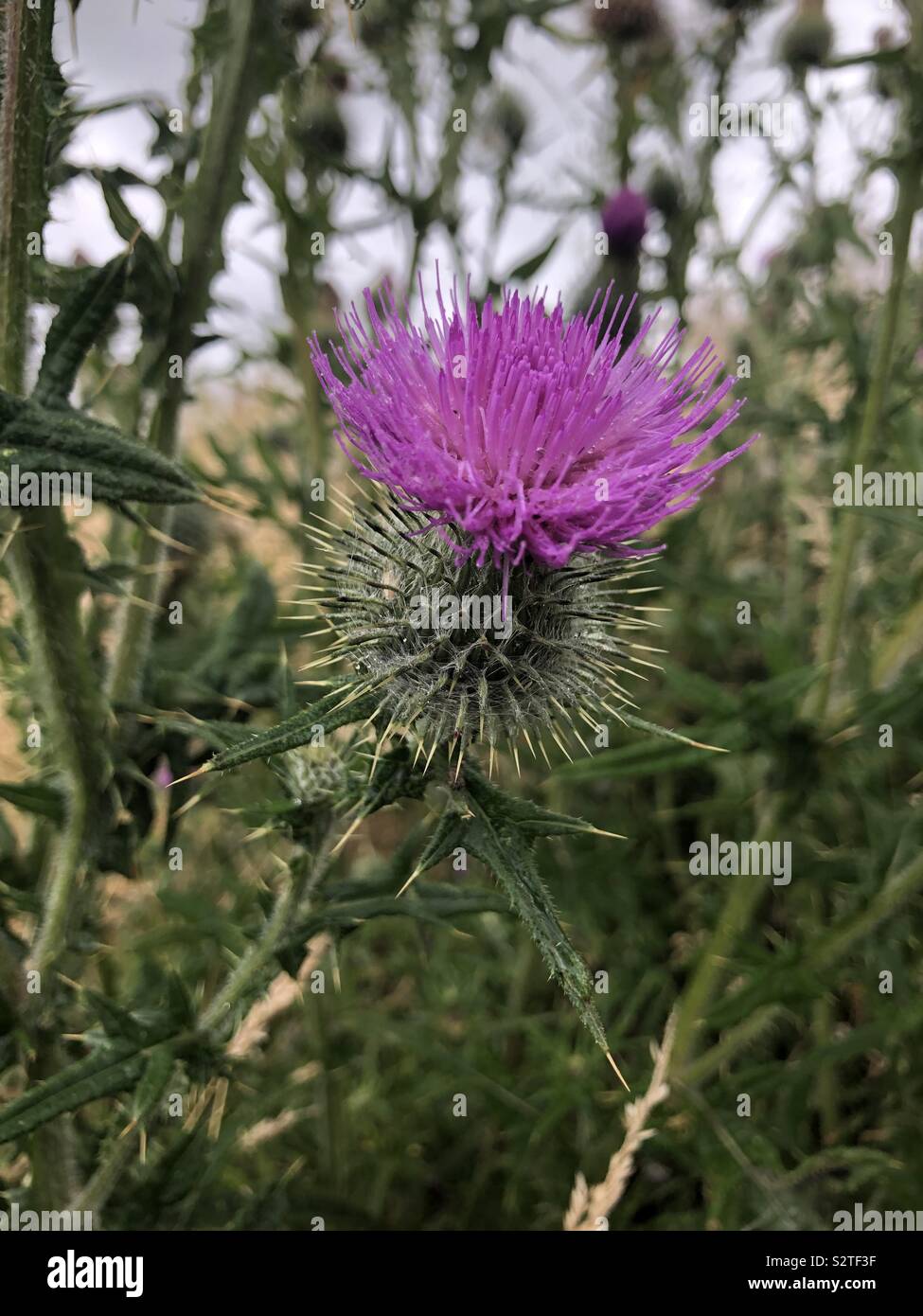 The Beauty of the Scottish Thistle Stock Photo - Alamy
