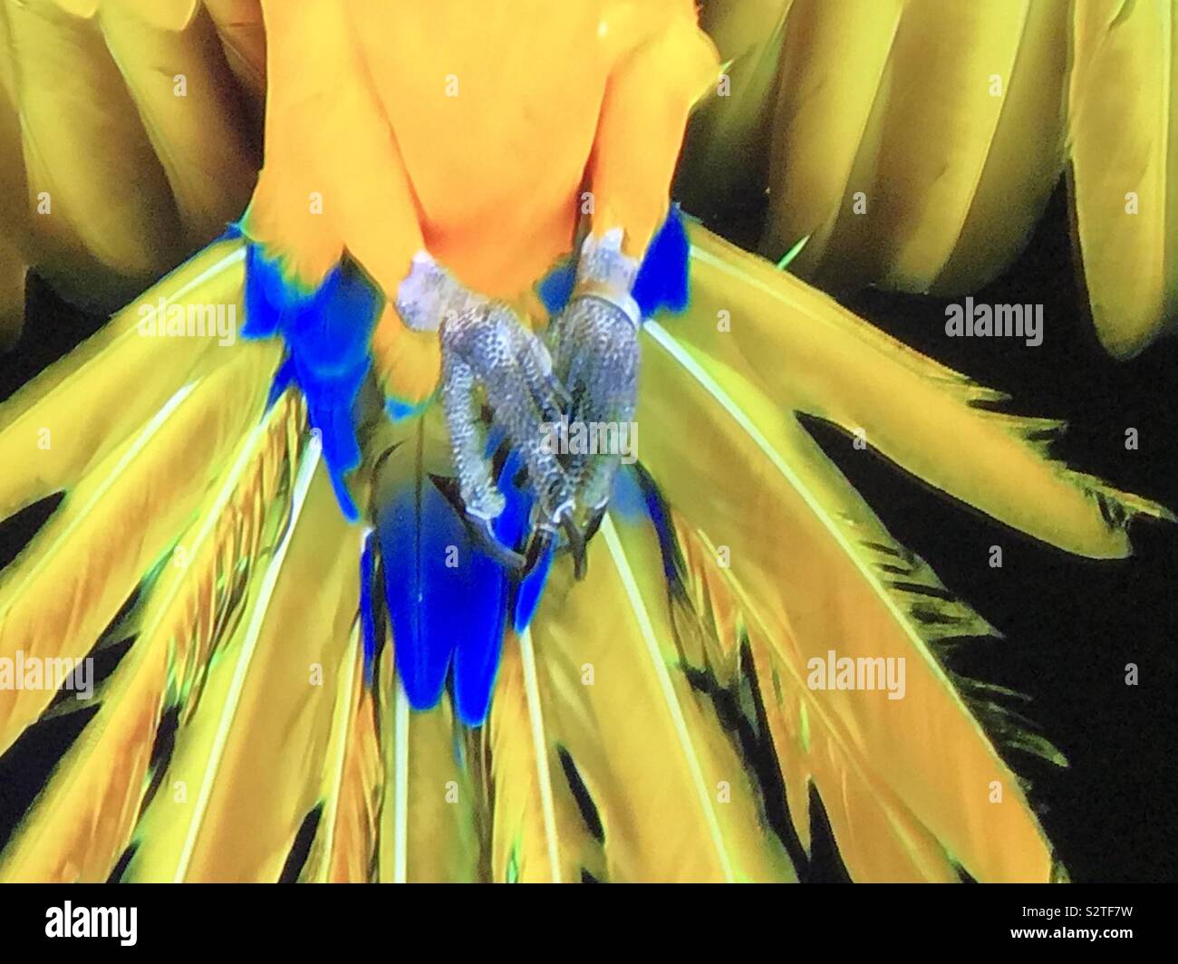 Claws bird close up hi-res stock photography and images - Alamy