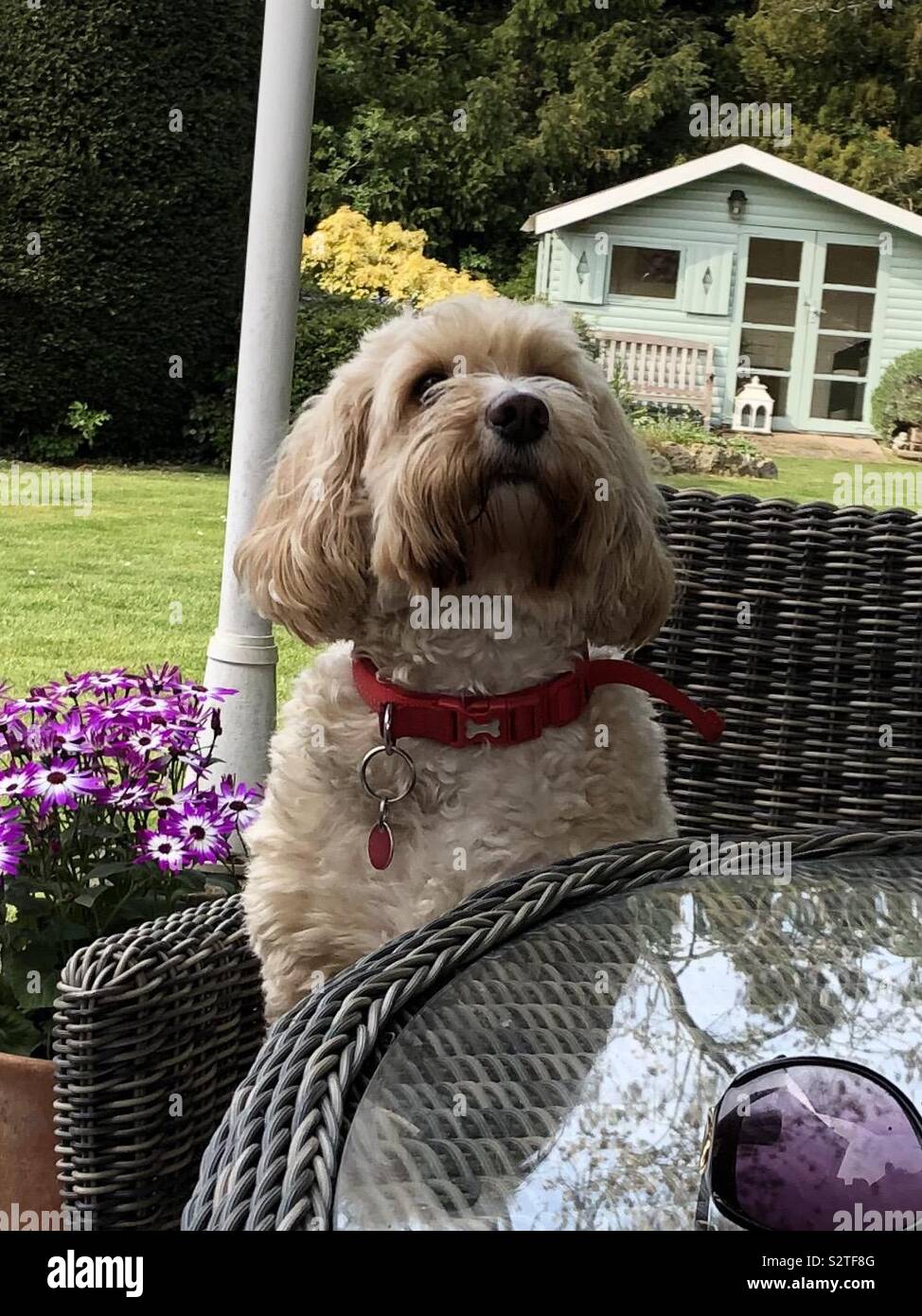 Cute Cockapoo on garden seat with garden in background Stock Photo - Alamy