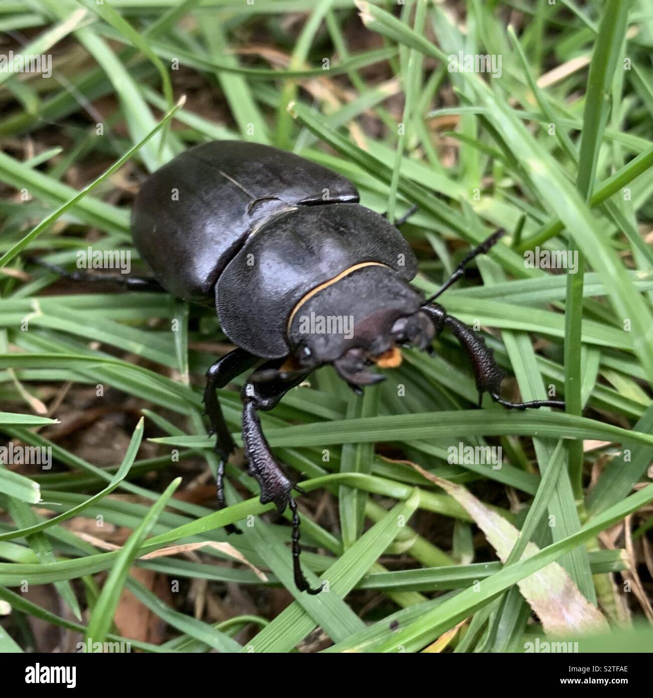Stag beetle uk hi-res stock photography and images - Alamy