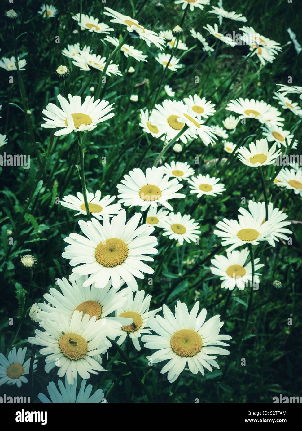 Daisy Field Tumblr