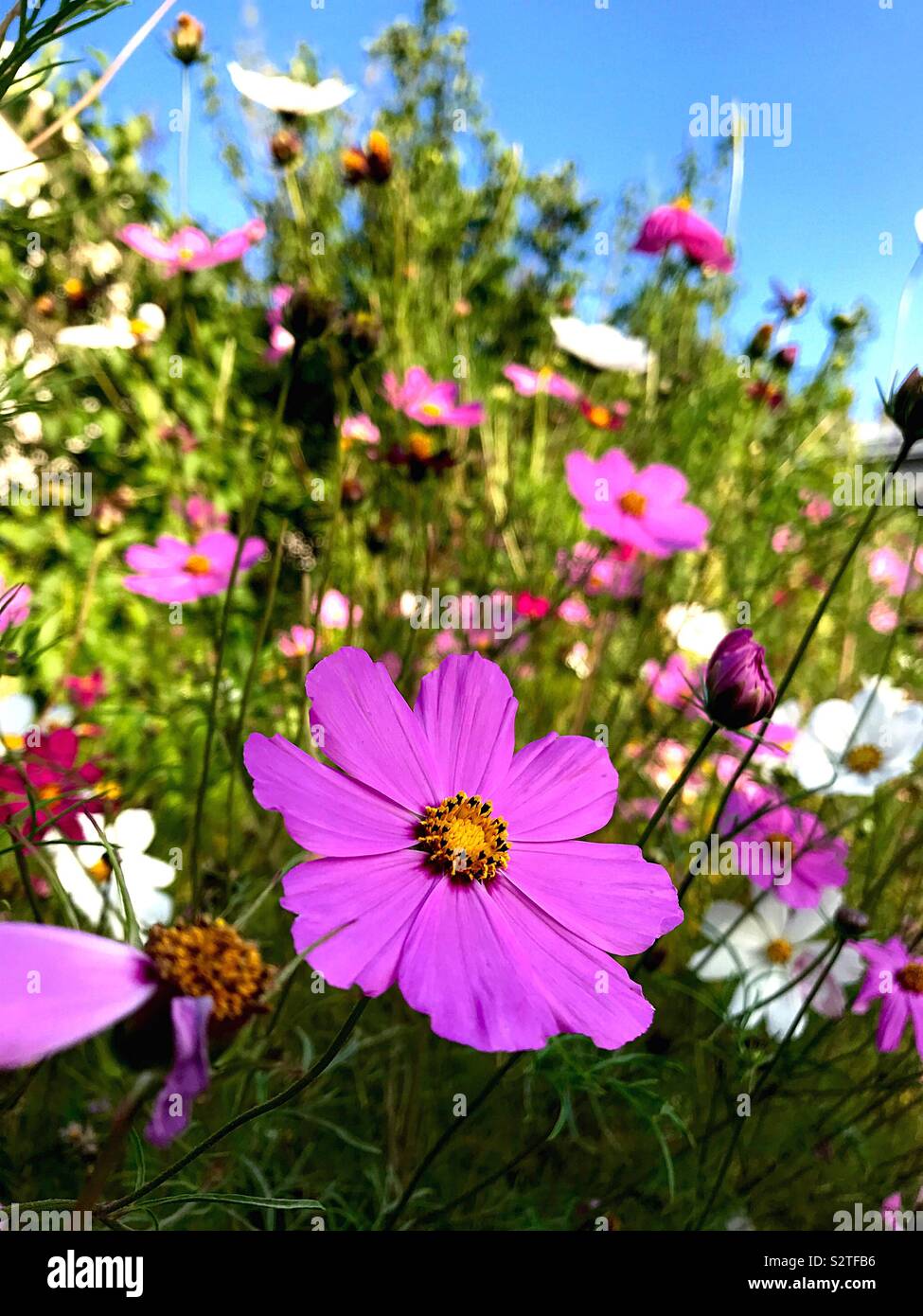 Bright colors of summer flowers Stock Photo - Alamy
