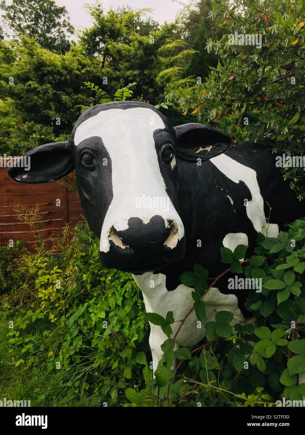 Model cow hi-res stock photography and images - Alamy