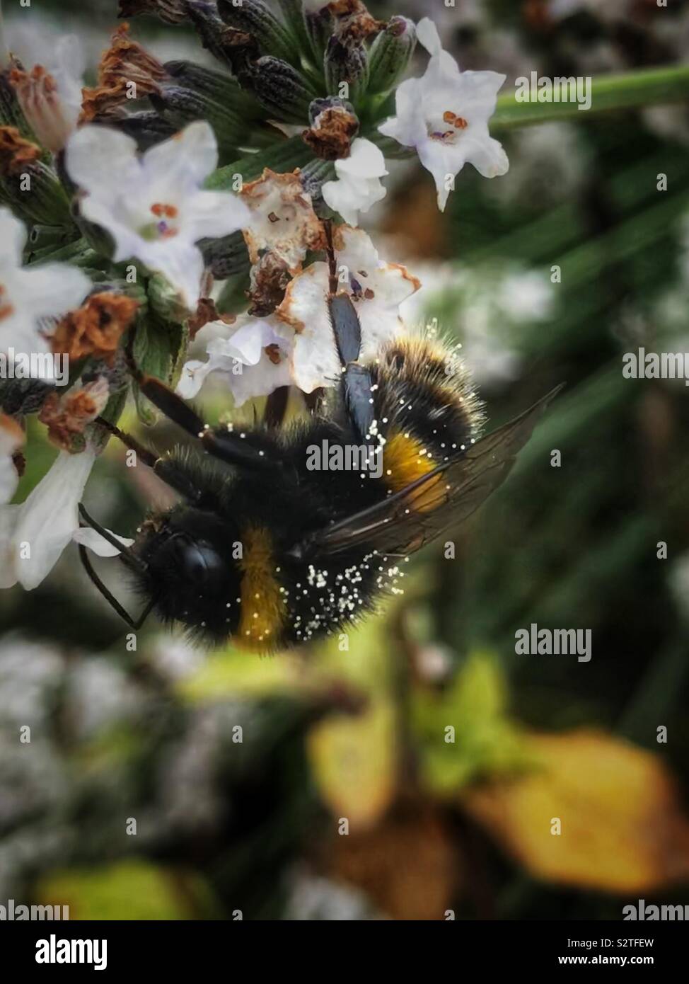 Pollen bumblebee hi-res stock photography and images - Alamy Pollen bumblebee hi-res stock photography and images - Alamy