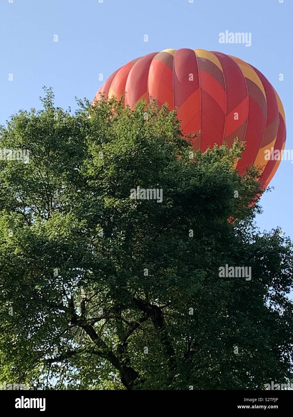 Hot air balloon behind tree hi-res stock photography and images - Alamy