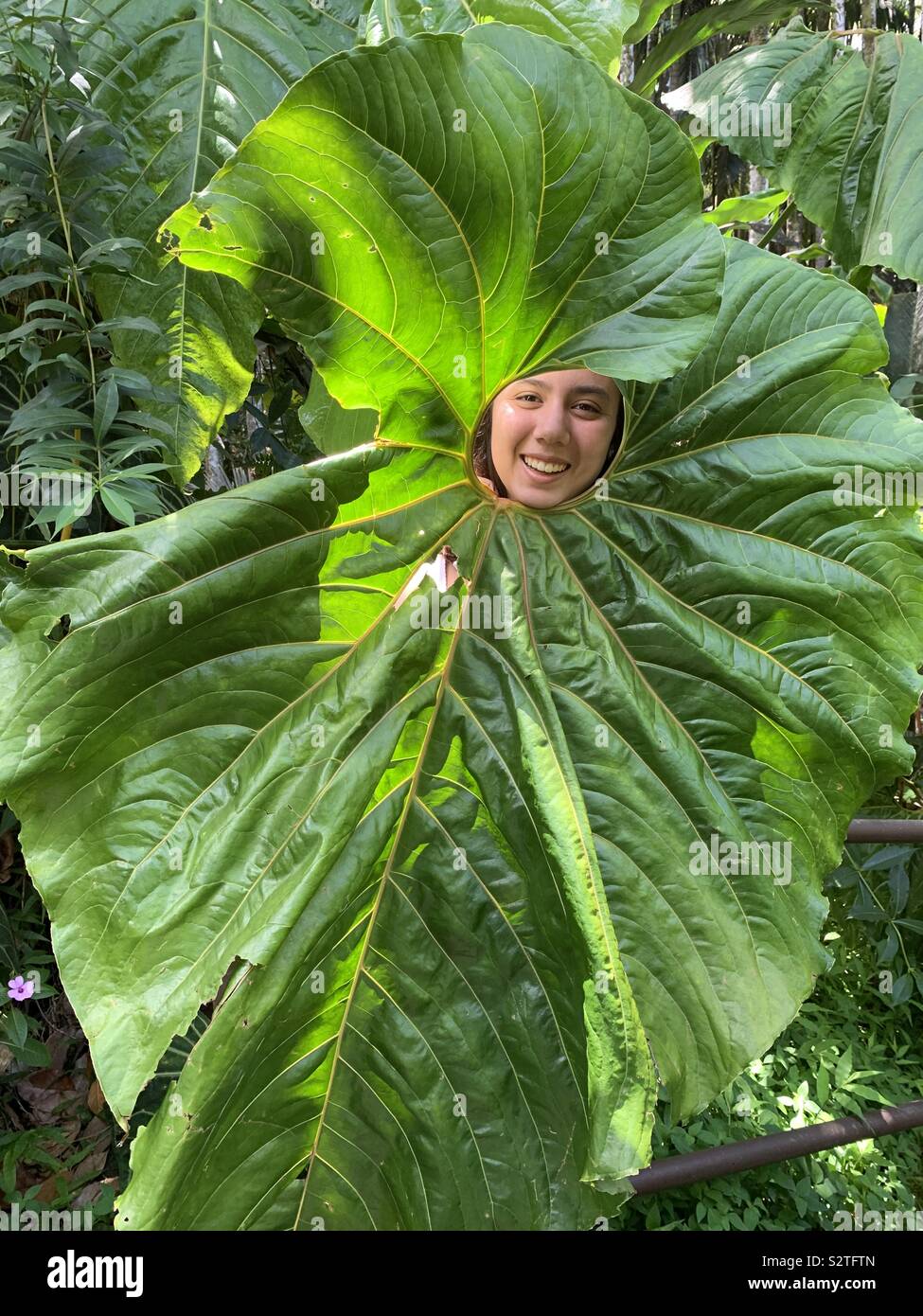 Hawaii leaf hi-res stock photography and images - Alamy