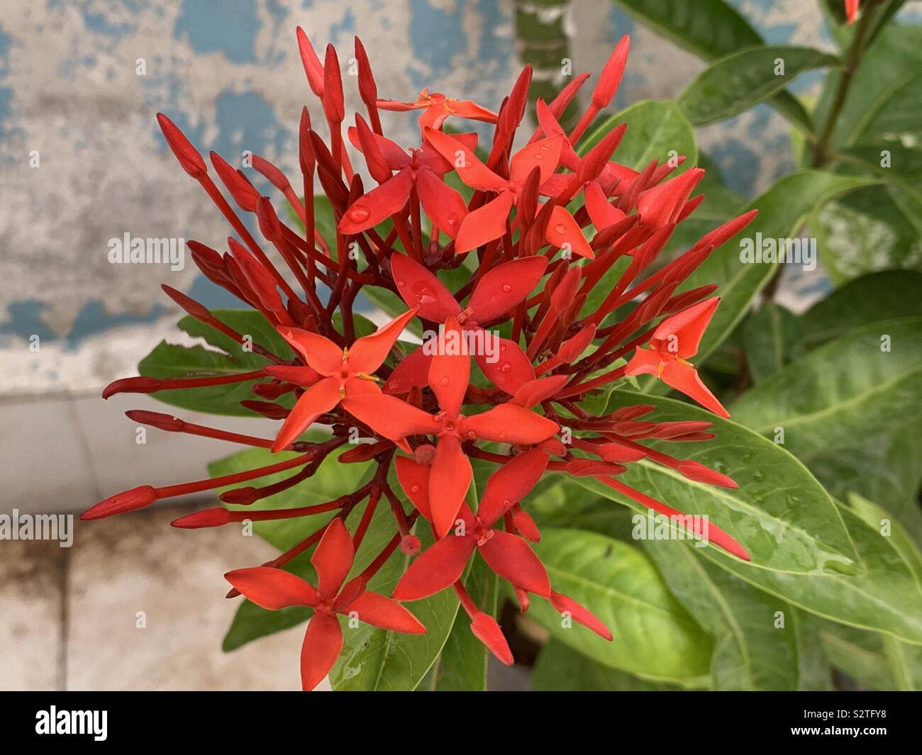 Beautiful ixora flowers Stock Photo - Alamy