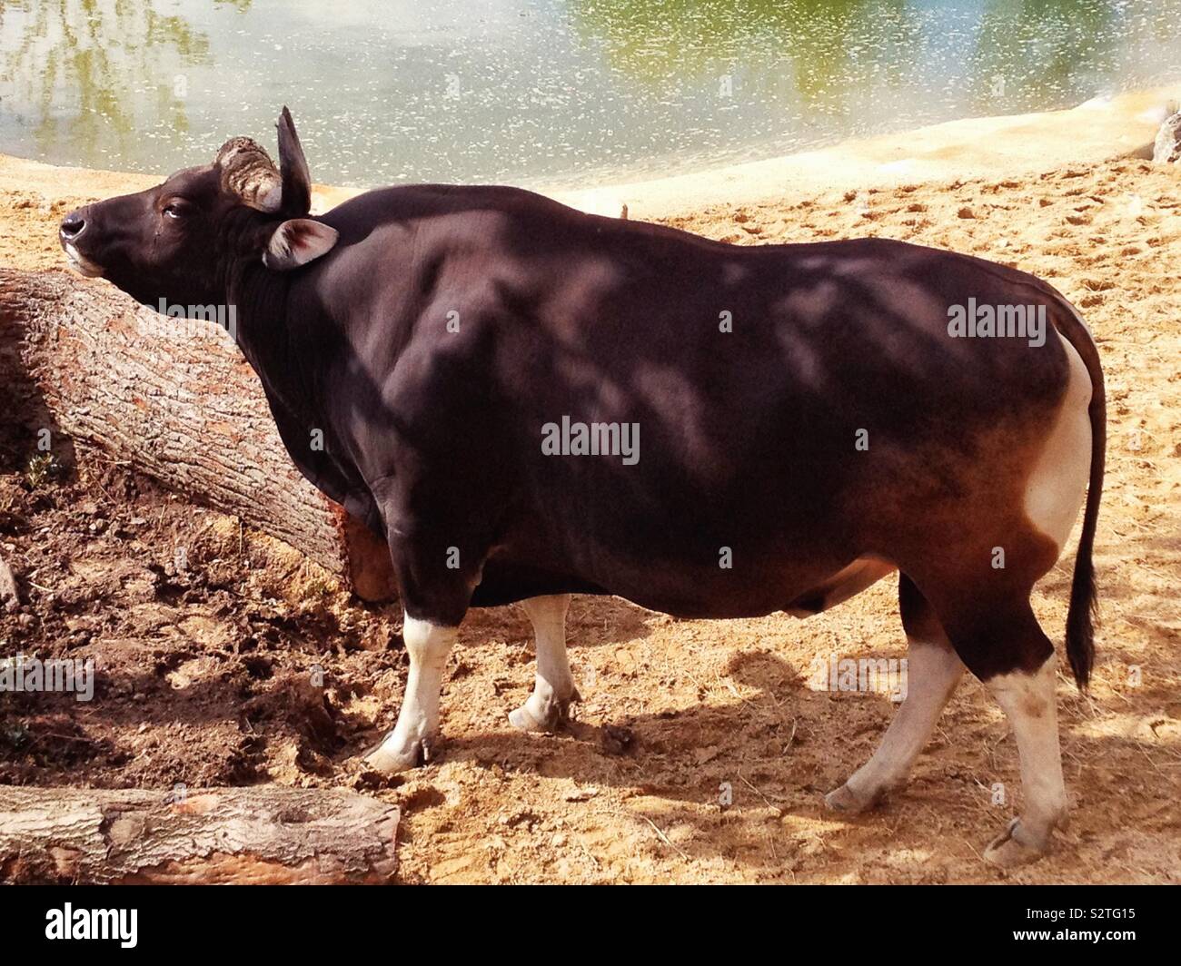 Banteng bull at Chester Zoo. Bali Southeast Asia cattle Stock Photo - Alamy
