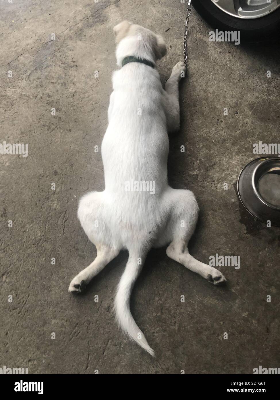 Pet position hi-res stock photography and images - Alamy