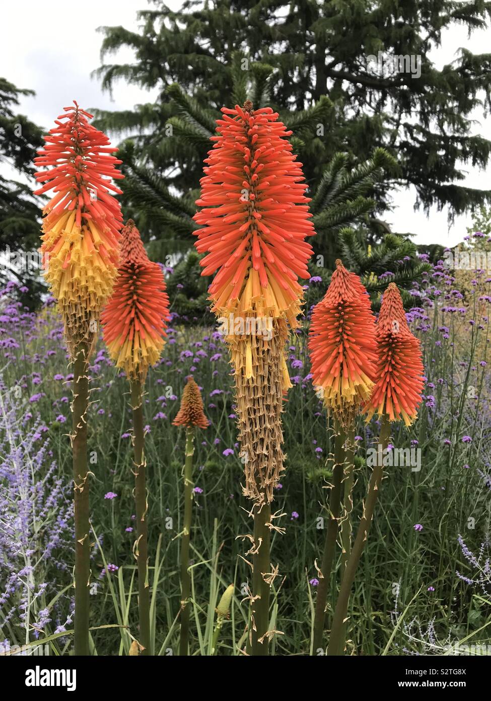 Red hot poker Stock Photo - Alamy