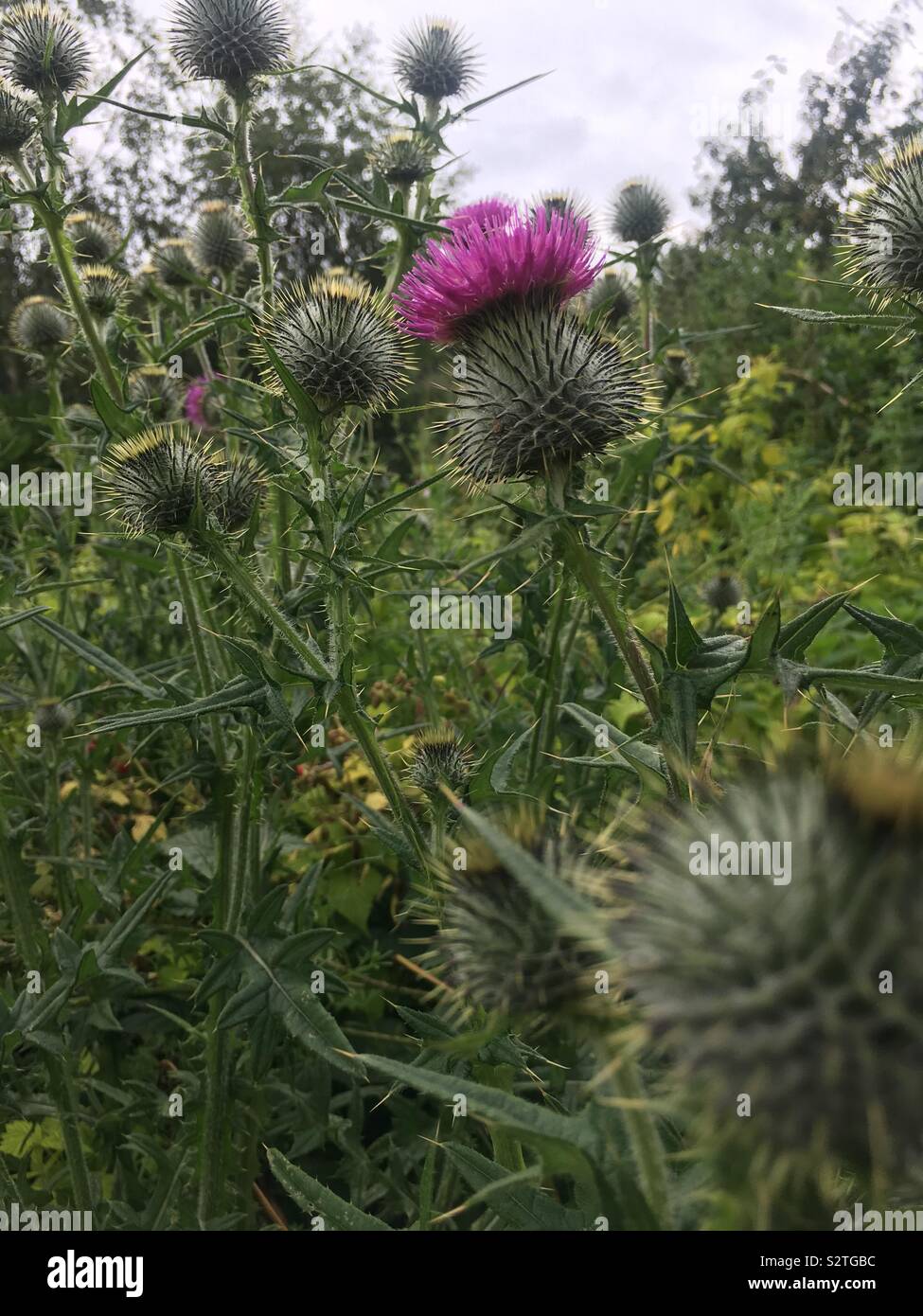 Scottish thistle hi-res stock photography and images - Alamy