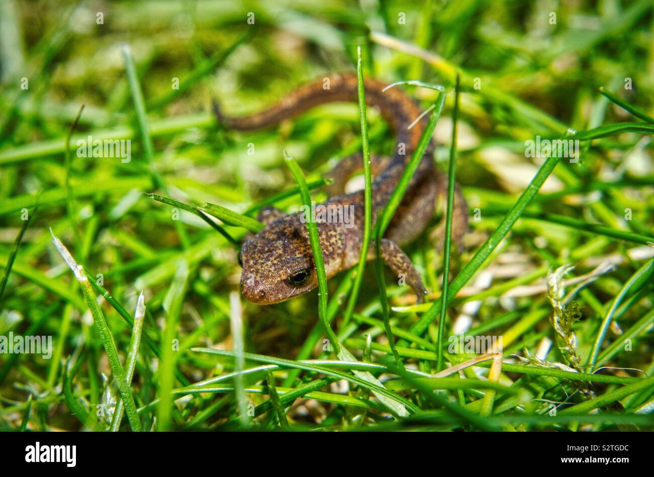 Newt hi-res stock photography and images - Alamy