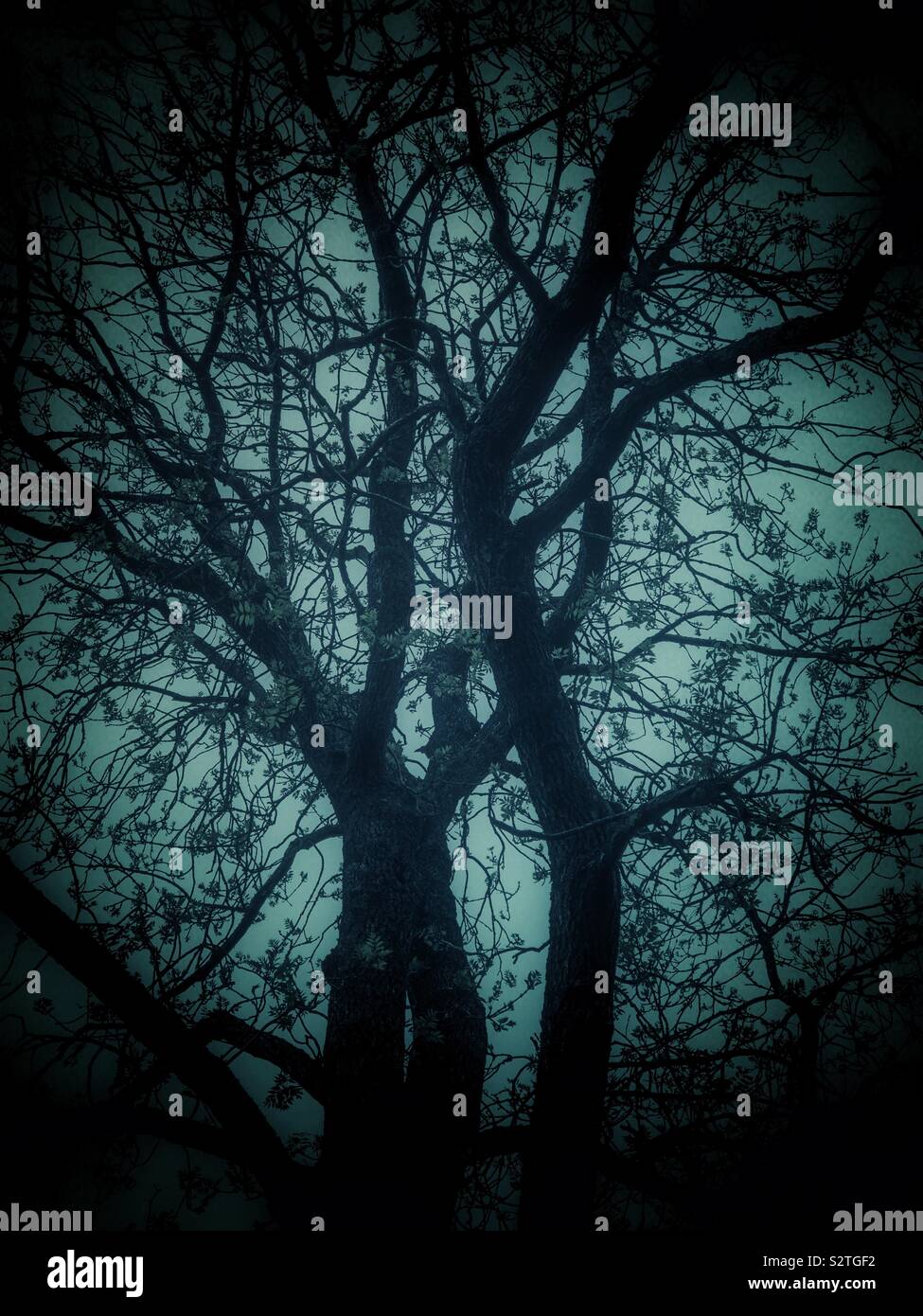 Ash tree silhouette hi-res stock photography and images - Alamy