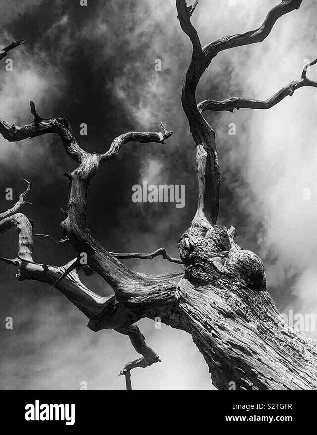 Scary tree , spooky Stock Photo - Alamy