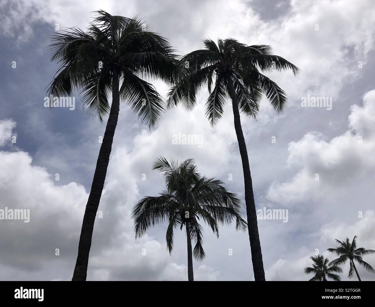Palm Trees in Summer Stock Photo - Alamy