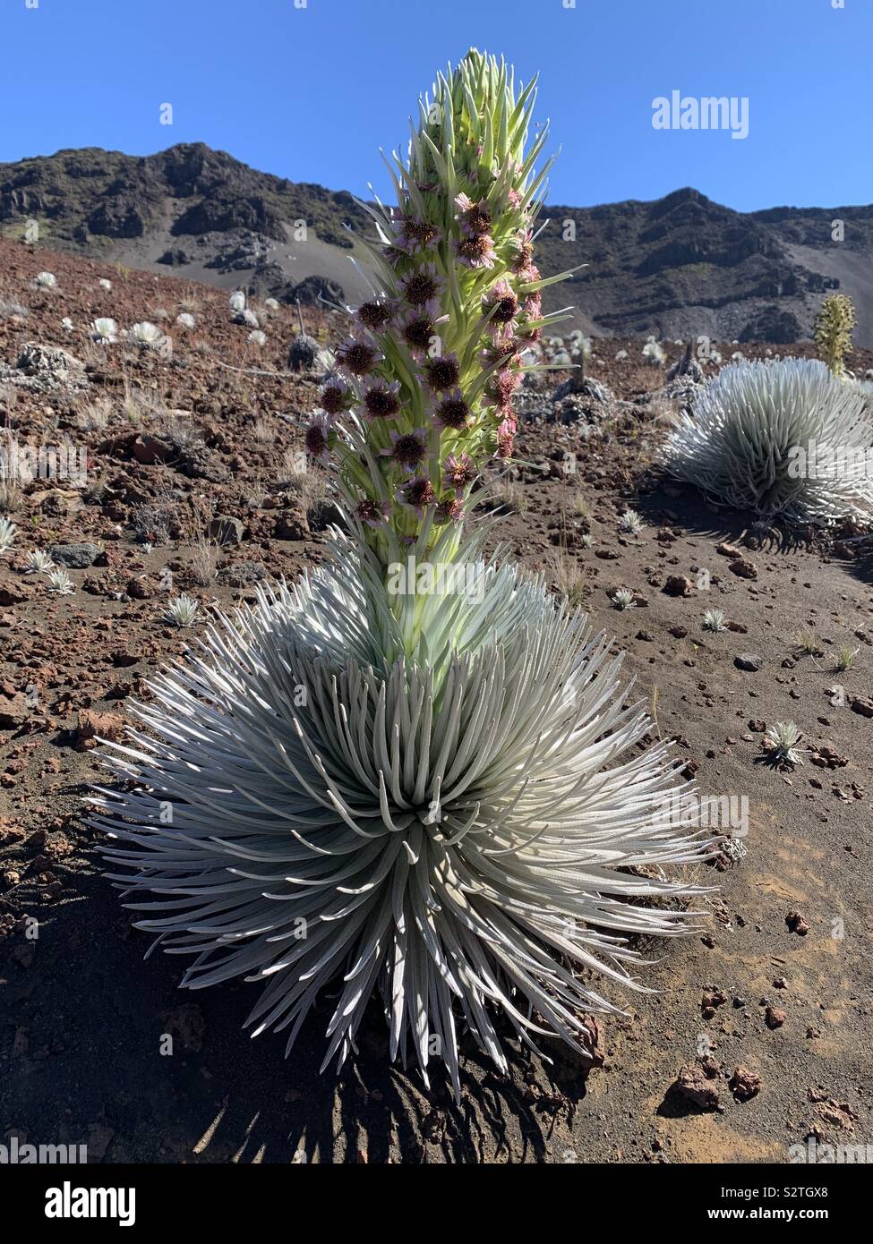 Silversword flower hi-res stock photography and images - Alamy
