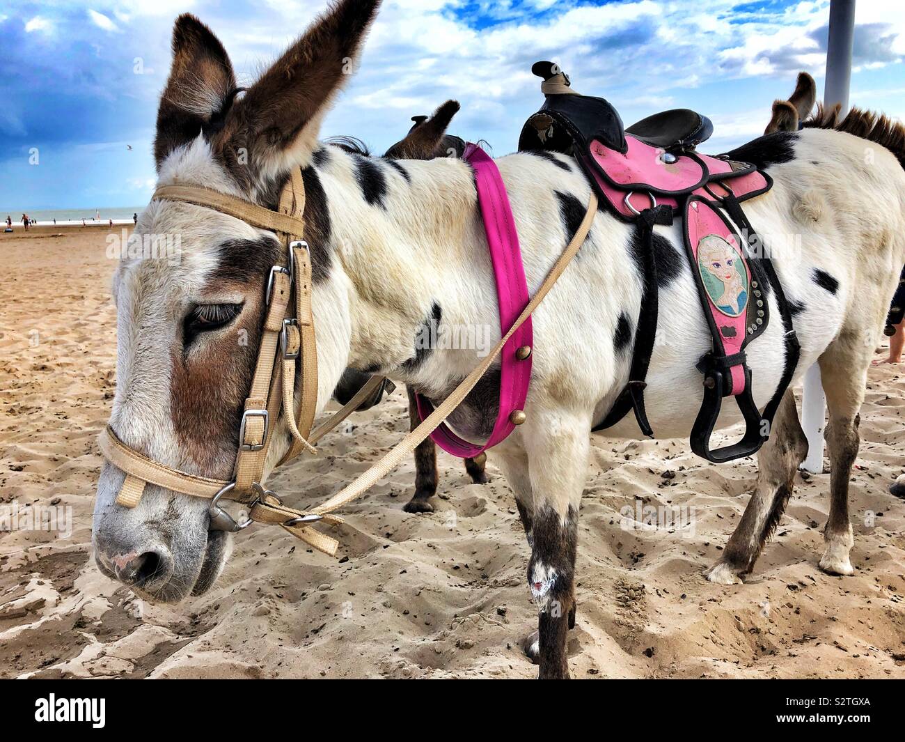 Donkey rides hi-res stock photography and images - Alamy
