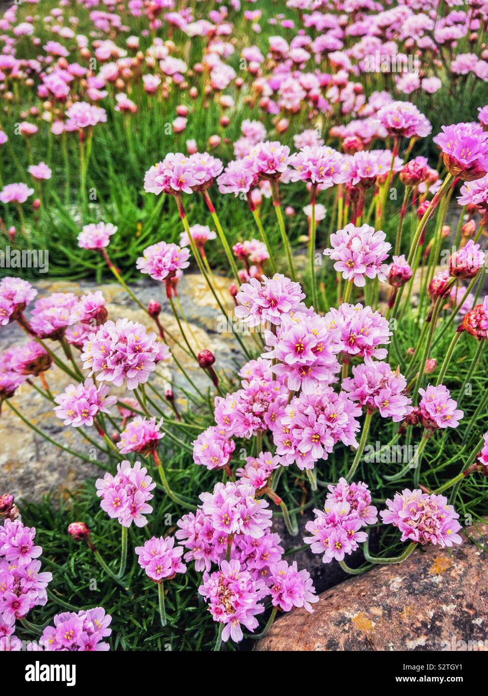 Pink sea thrift wildflowers flowering hi-res stock photography and ...