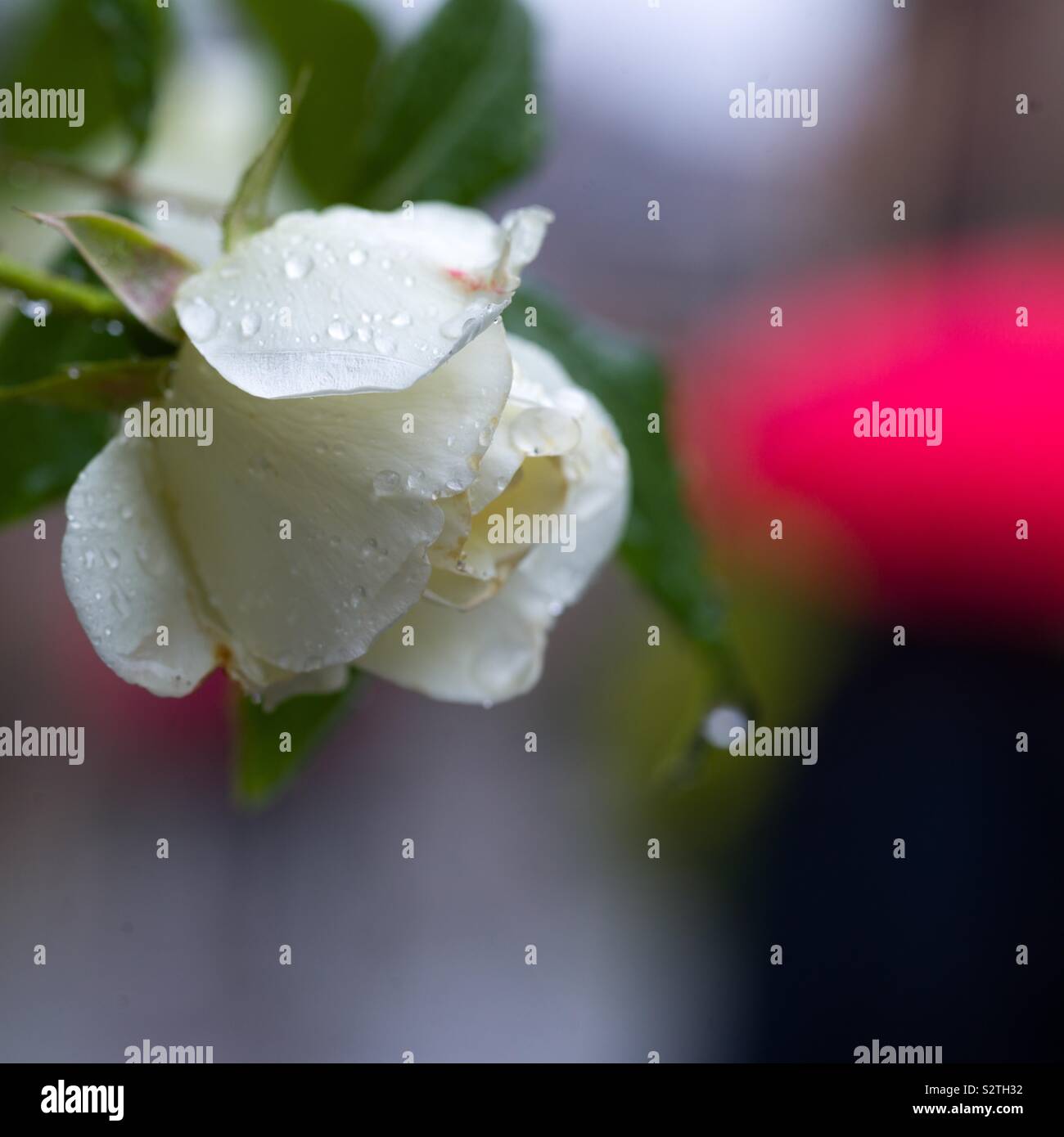 Rain blur hi-res stock photography and images - Alamy