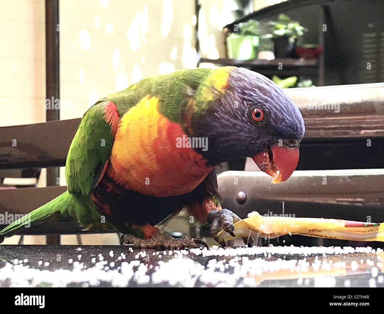 Native lorikeet hi-res stock photography and images - Alamy