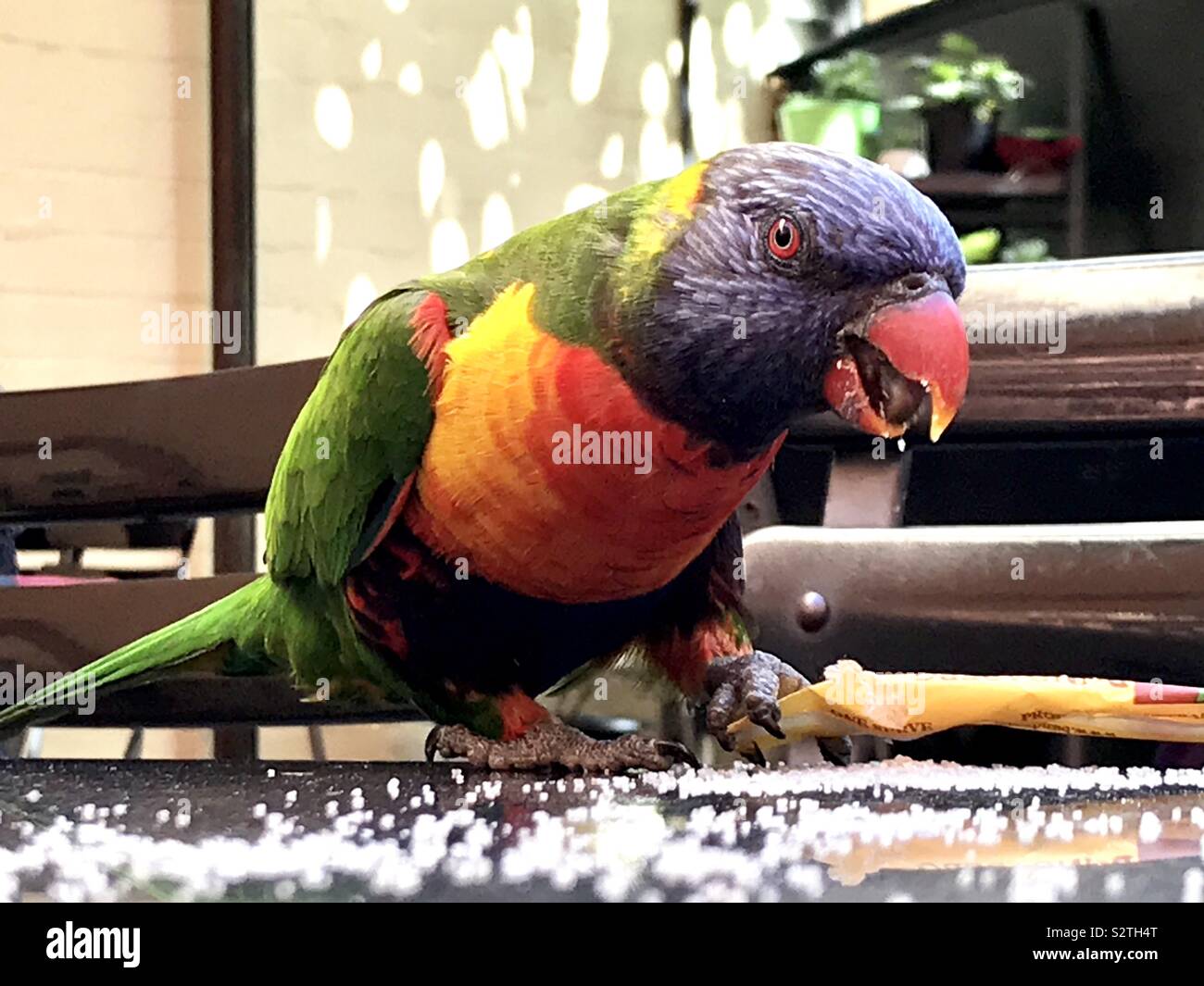 Australian lorikeet hi-res stock photography and images - Alamy
