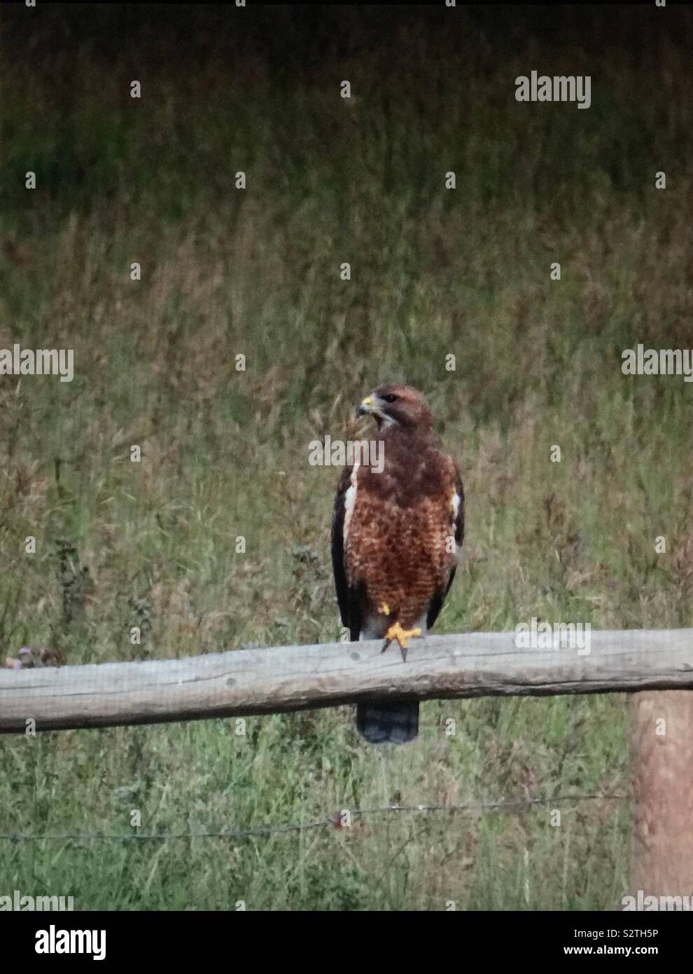 Birds of Alberta, red tailed hawk Stock Photo - Alamy
