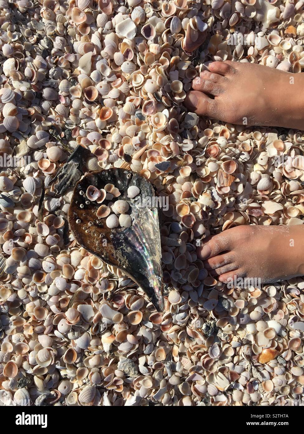 Feet standing on a beach full of seashells Stock Photo - Alamy