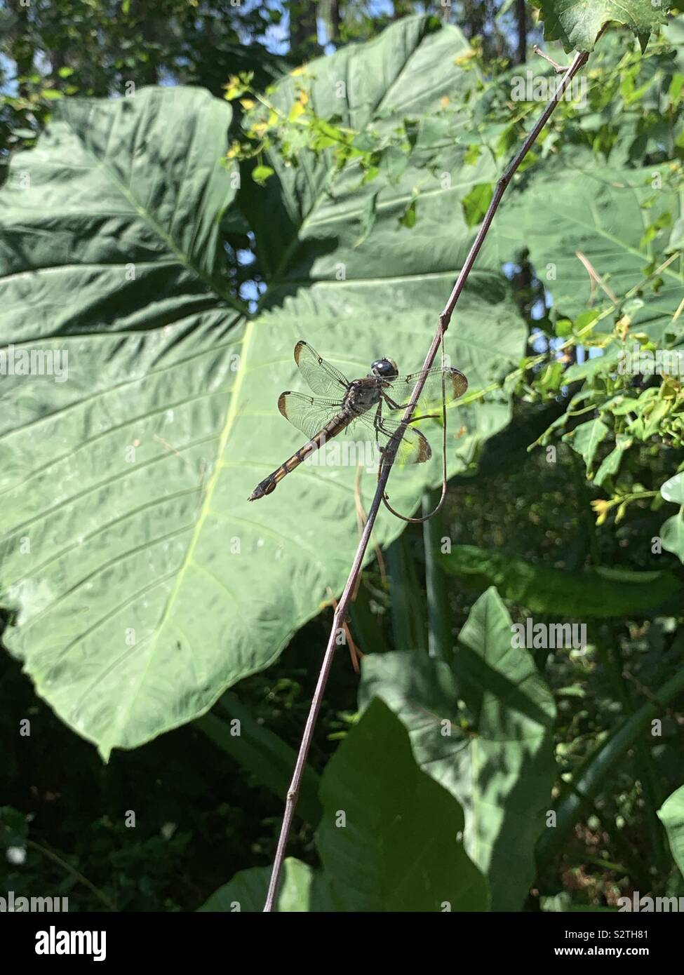 Dragonfly holding onto a stick with forest background plants Stock ...