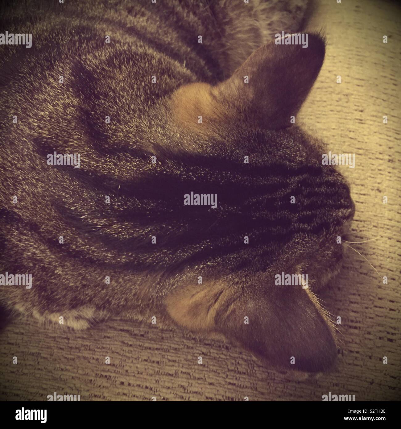 Back of a cats head hi-res stock photography and images - Alamy