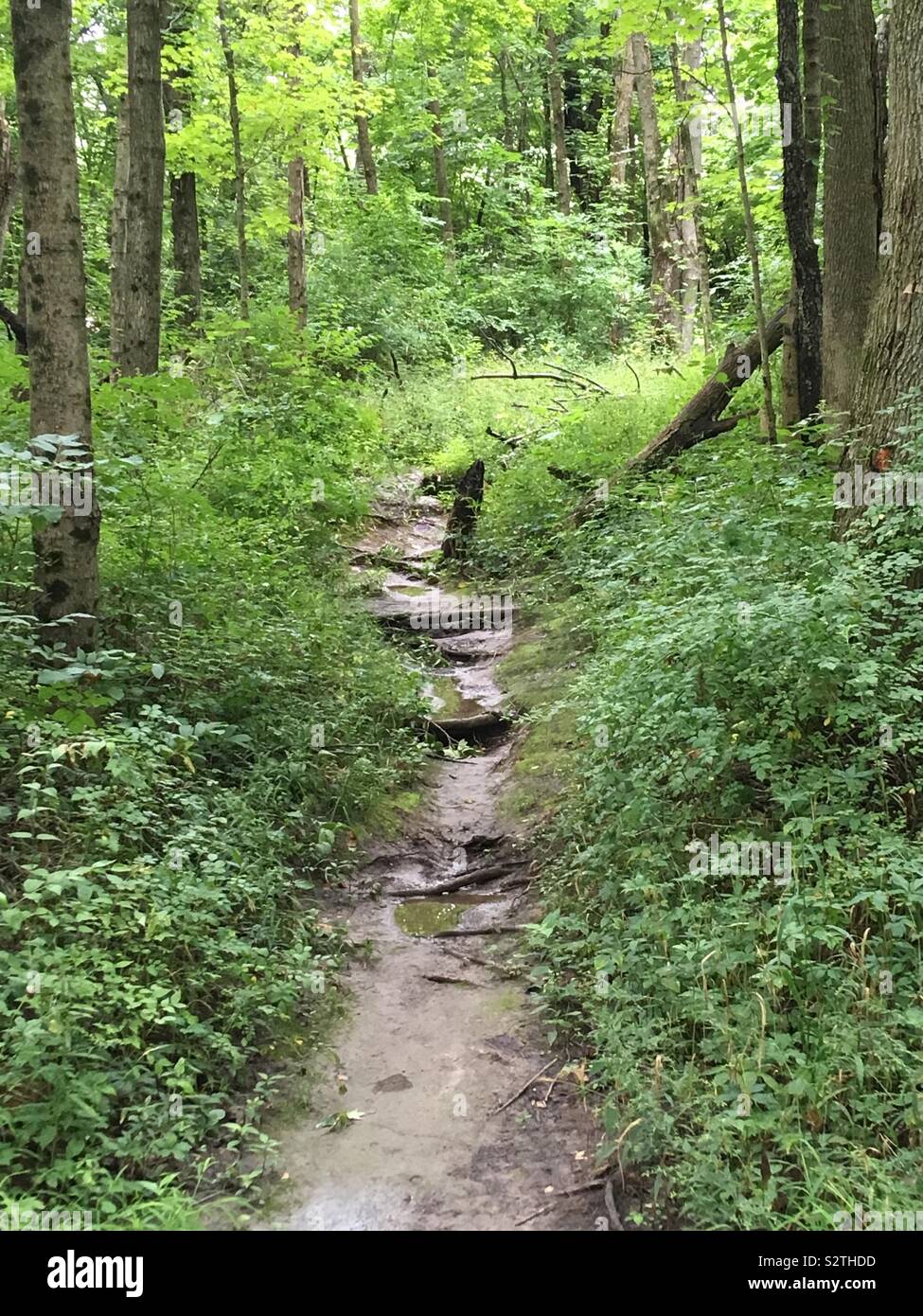 Wet riverbed runs through lush vibrant forest Stock Photo - Alamy