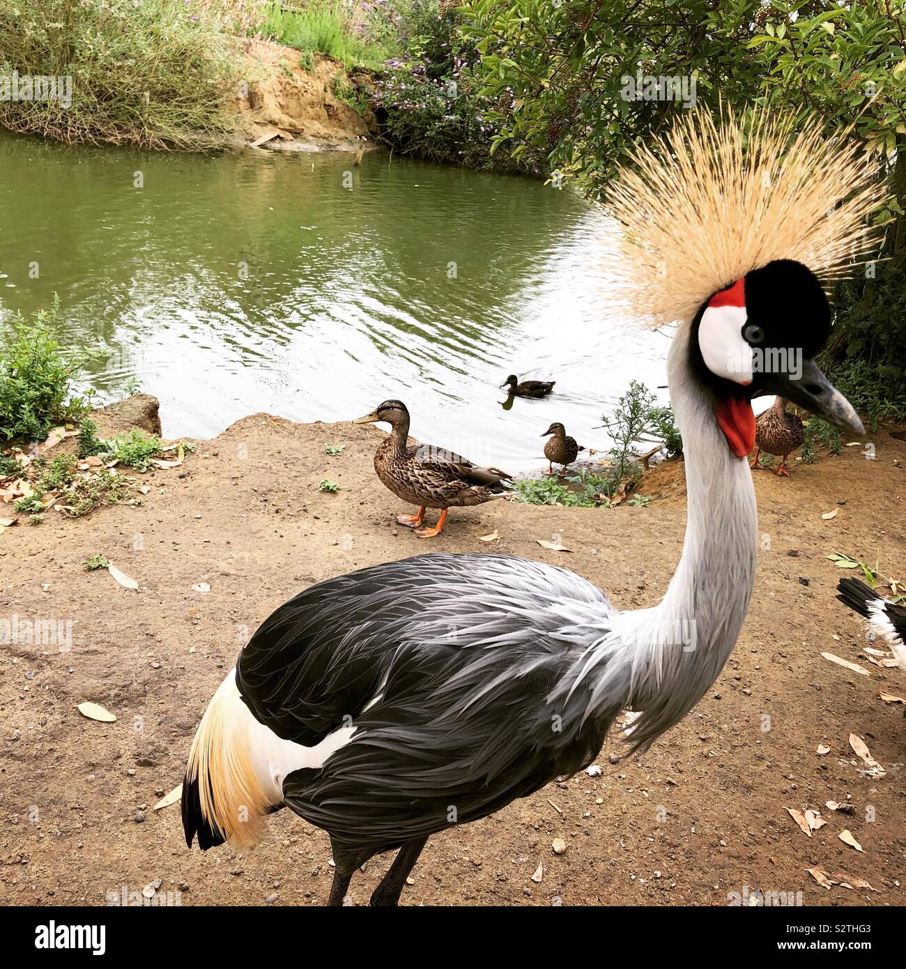 East African Crested Crane Stock Photo - Alamy