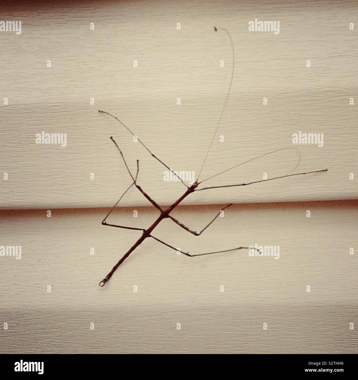 Big stick insect hi-res stock photography and images - Alamy