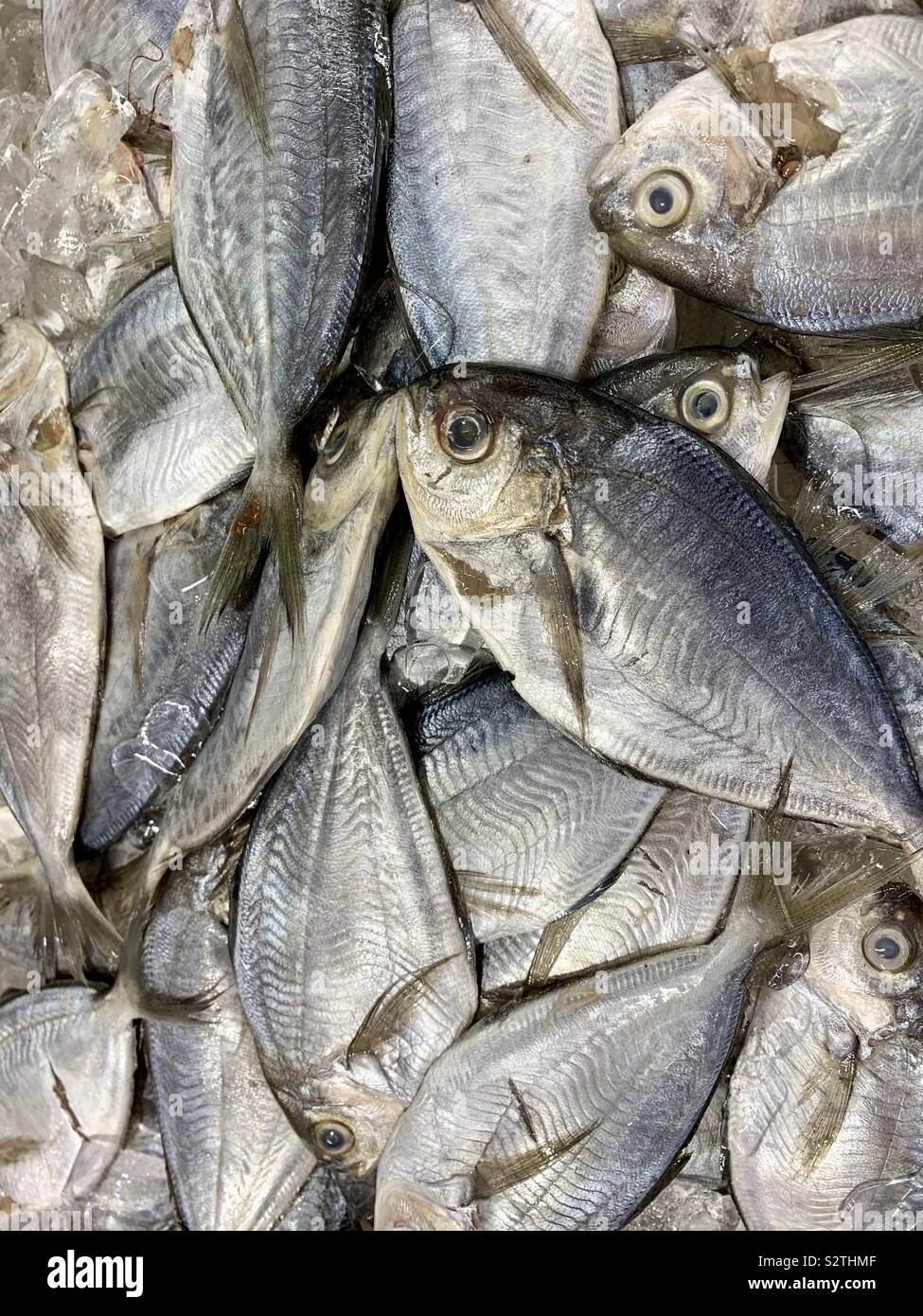 Butterfish hi-res stock photography and images - Alamy