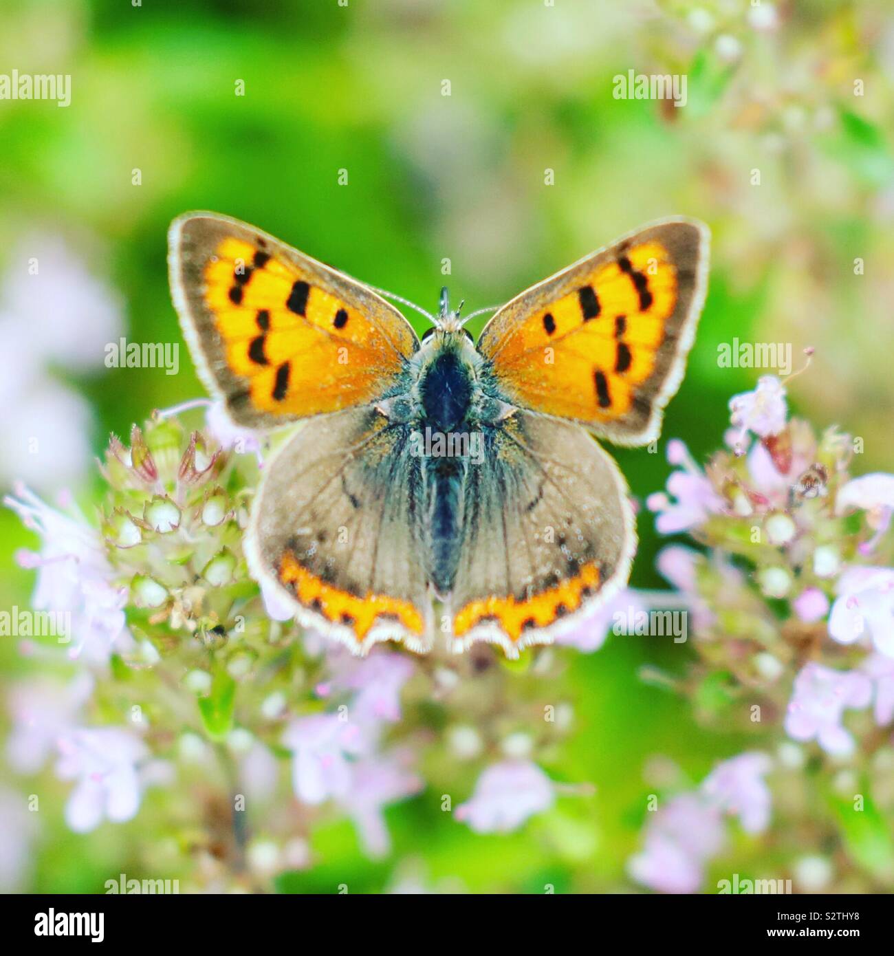 Small Copper Butterfly Stock Photo - Alamy