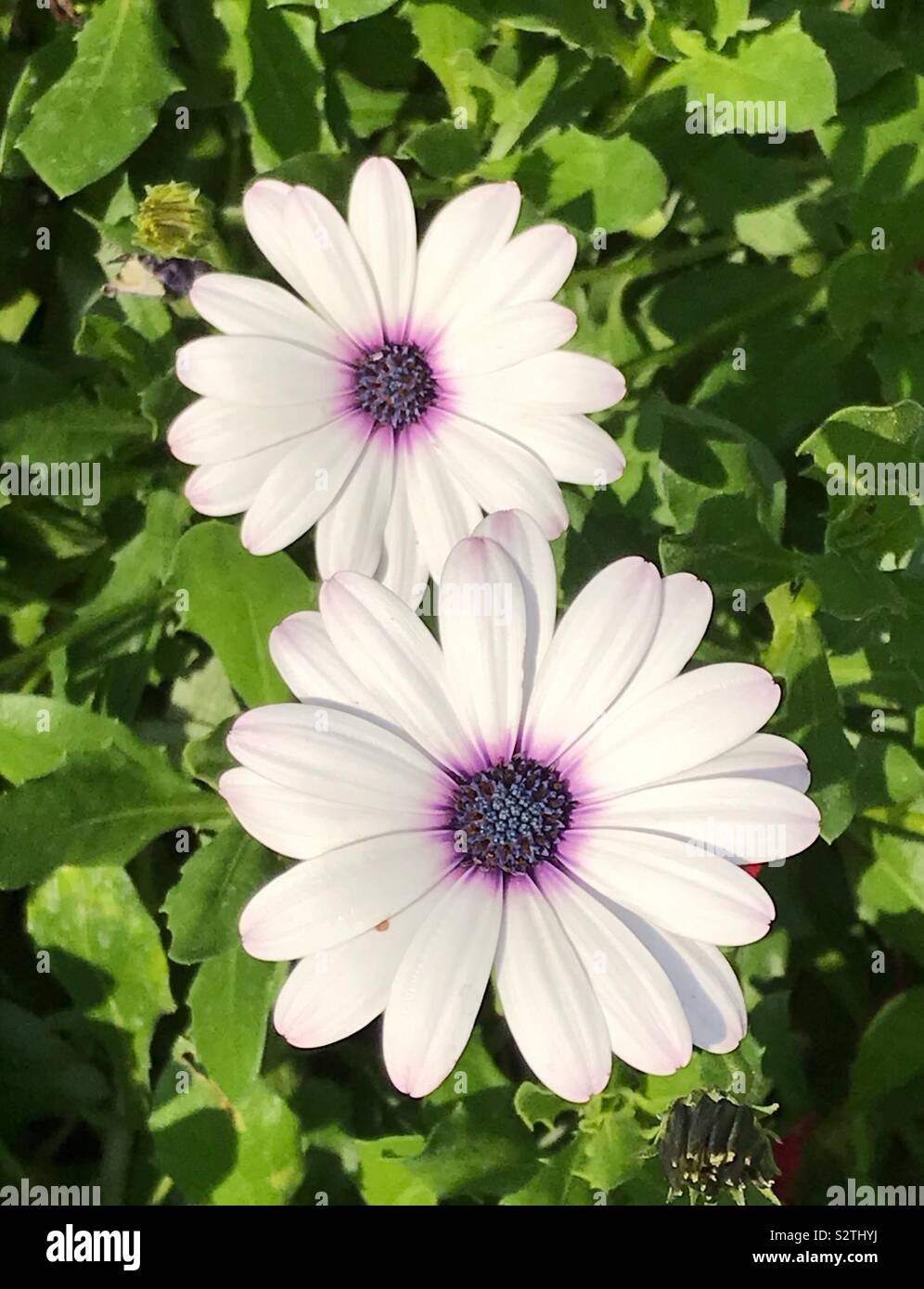 Floral white flowers hi-res stock photography and images - Alamy