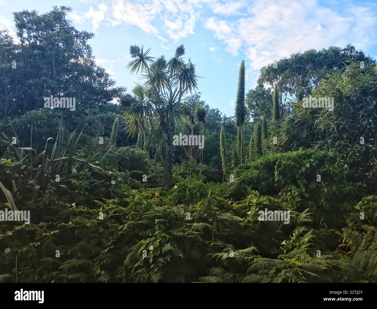 Plants Of Scilly High Resolution Stock Photography and Images - Alamy