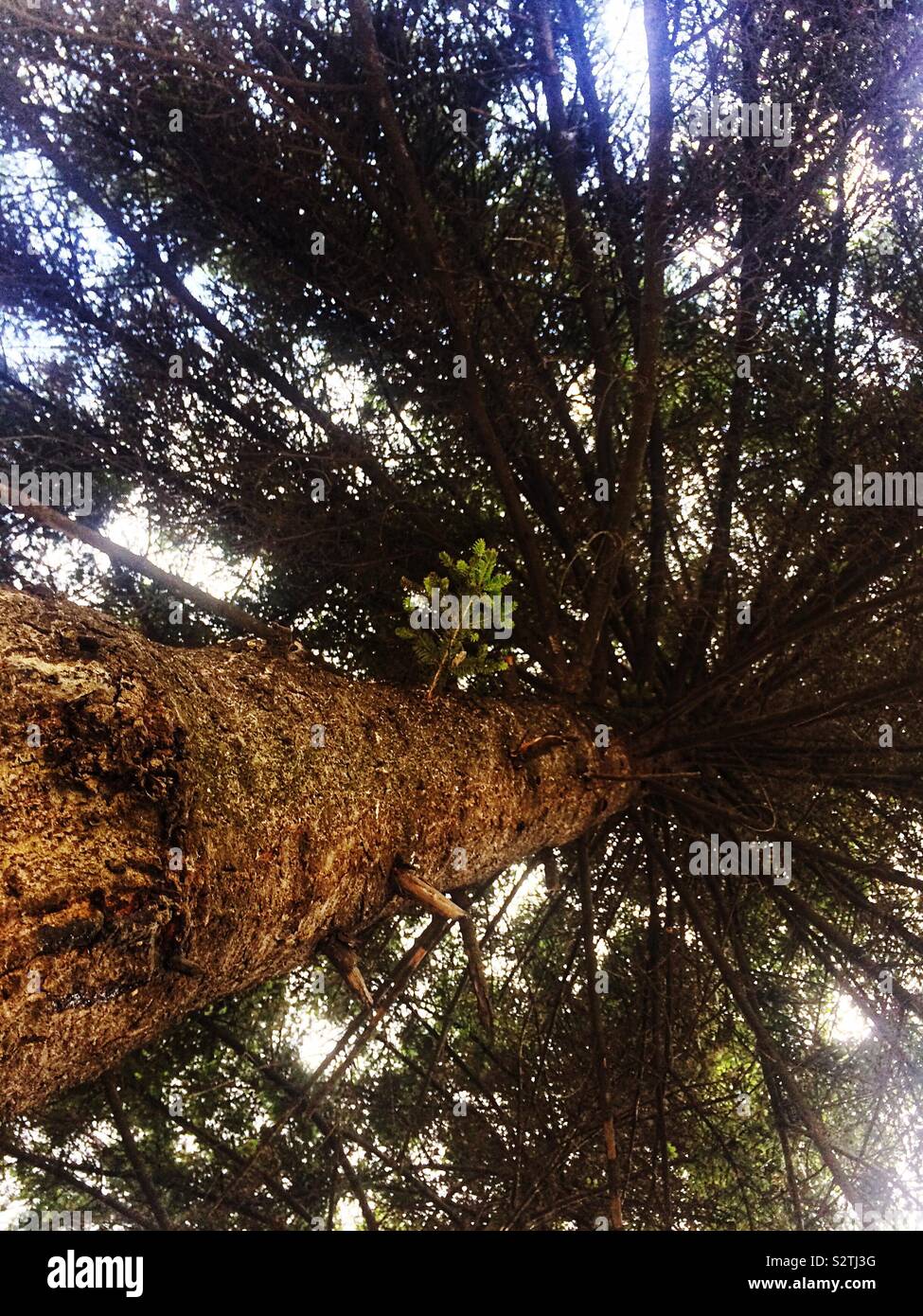 A pine tree from bottom Stock Photo - Alamy