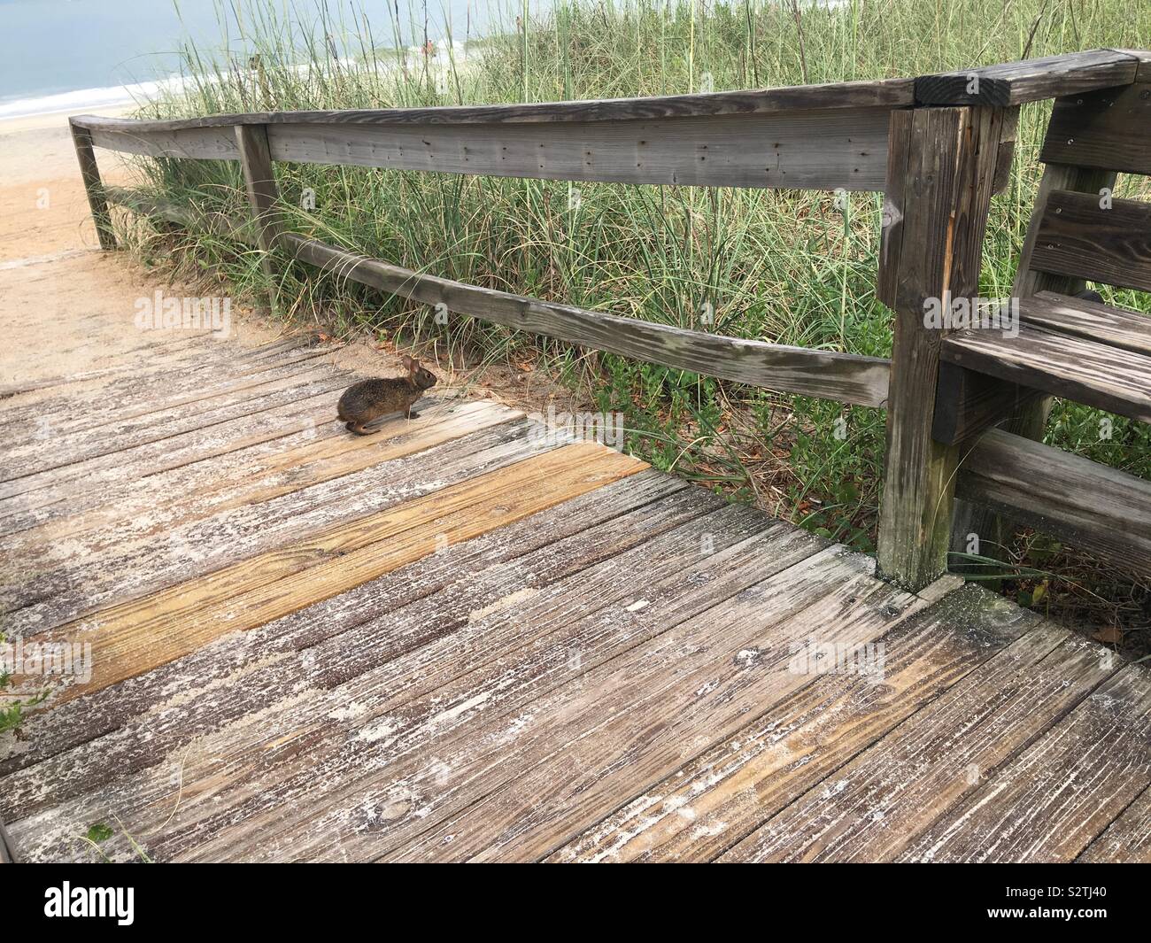 Wildlife at the beach Stock Photo - Alamy