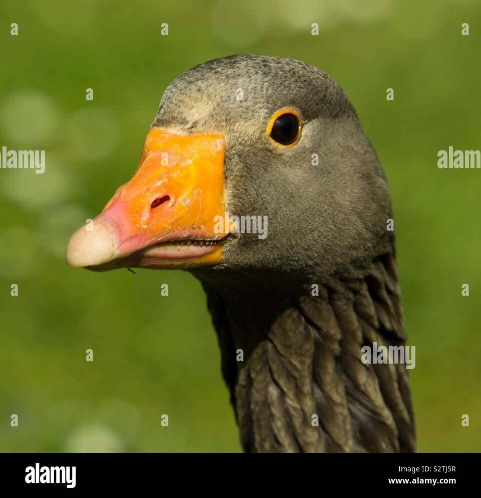 Showing the expression on the ducks face Stock Photo - Alamy