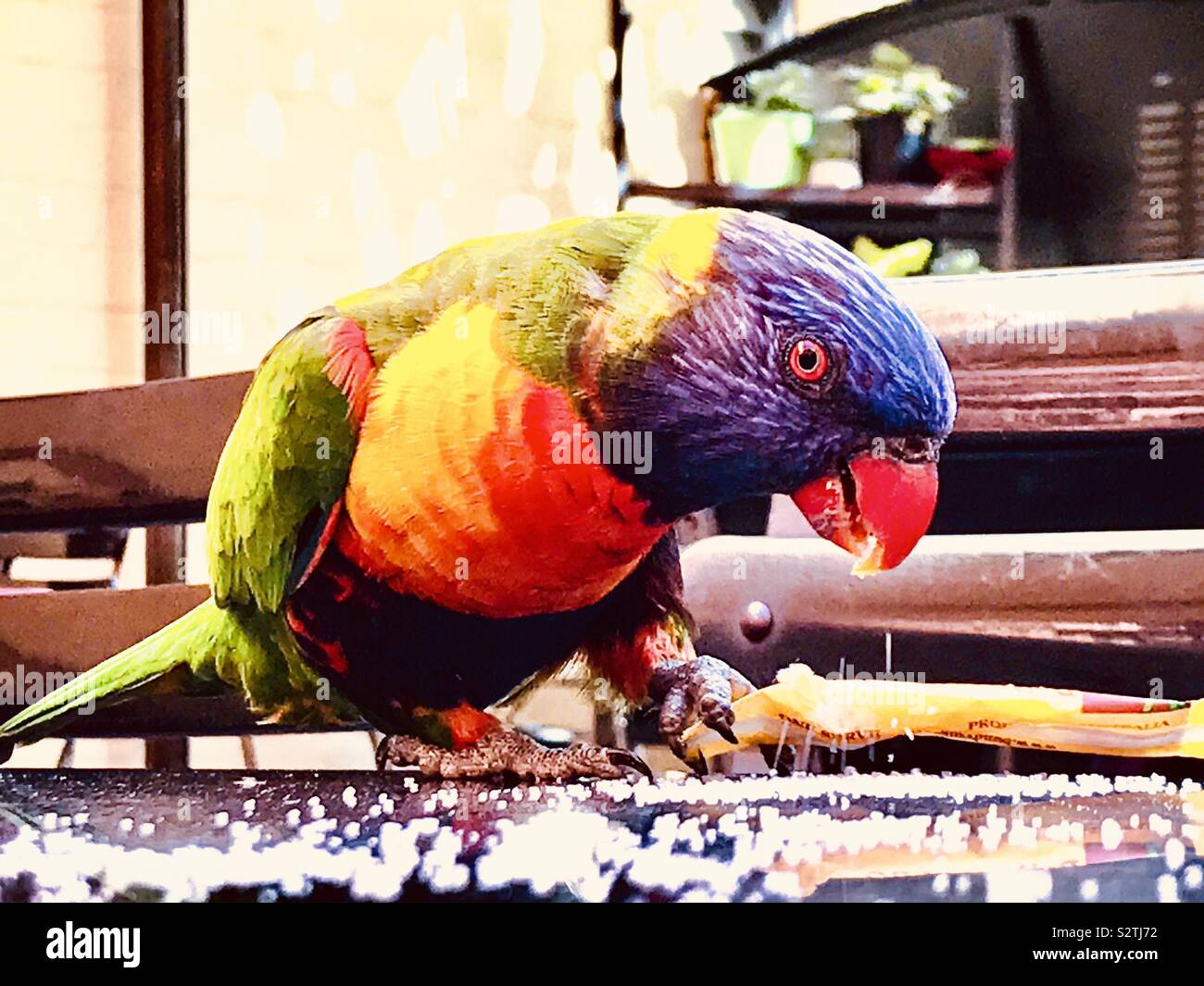 Lorikeet eating sugar hi-res stock photography and images - Alamy