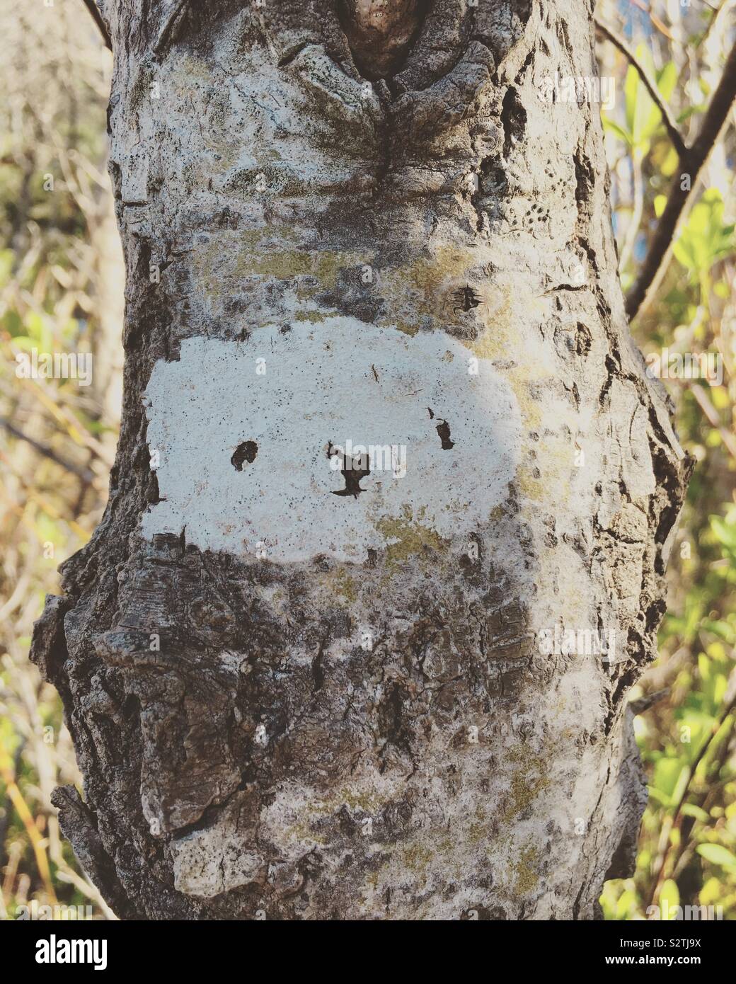 Cute bear shape in tree Stock Photo - Alamy